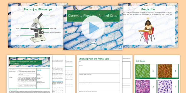 KS3 Biology Core Practical: Observing Plant and Animal Cells - plant ...