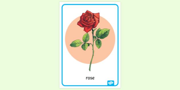 FREE! - Illustrated Rose Flower Poster | Twinkl Primary Resources