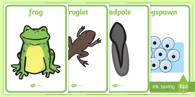 FREE! - Life Cycle of a Frog Display Posters - Frog, life cycle, lifecycle