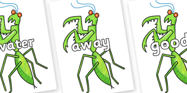 FREE! - Next 200 Common Words on Praying Mantis to Support Teaching on ...