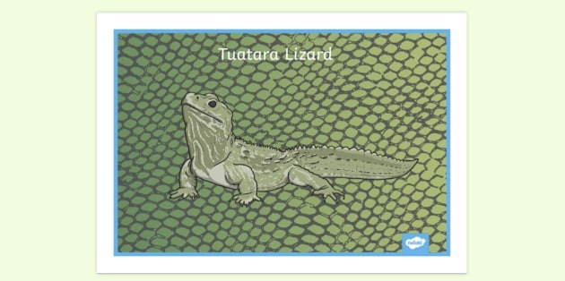 Printable Lizard Poster | Twinkl Display Resources