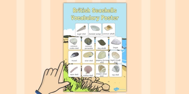 British Seashell Vocabulary Poster