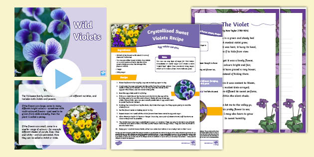 FREE! - Sweet Violets (teacher made)