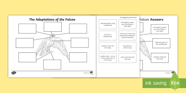 Falcon Labelling Task | Key Adaptation Worksheet & Answers