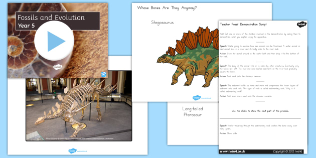 Fossils and Evolution Year 5 Differentiated Lesson Teaching Pack