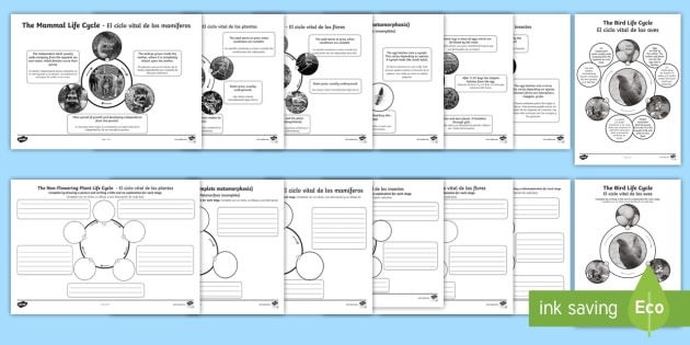 Life Cycles Worksheets Worksheets English/Spanish