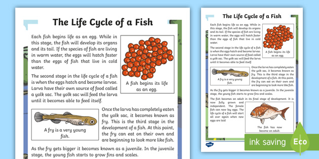 Life Cycle Of Fish For Ks2 Science Unit Life Processes