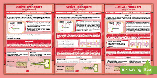Active Transport Posters (teacher made)