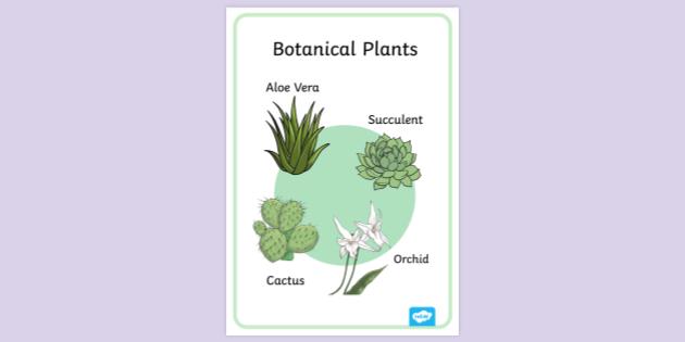 Printable Botanical Poster | Primary Resources