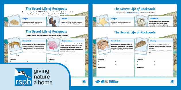 FREE! - Secret Life of Rockpools (Ages 7 - 11)