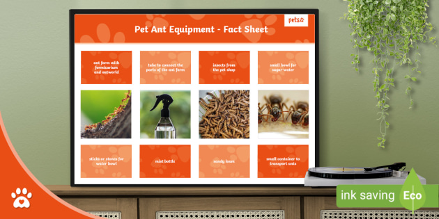 Animals Fact Sheet • Twinkl.com.au