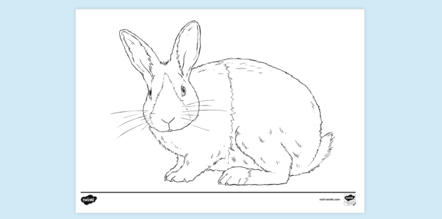 FREE! - Big Rabbit Colouring Sheet (teacher made)