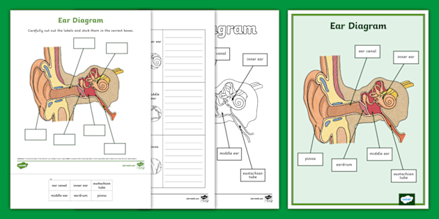 Human Eye Ear Diagram Labeling Science Worksheet For