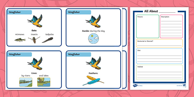 KS1 Simple Bird Fact File Non-Fiction Writing Activity
