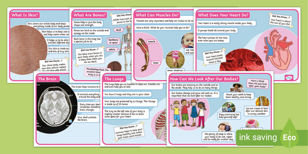 EYFS All About the Body Fact Files | Twinkl (teacher made)