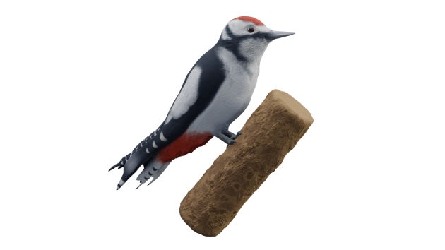 AR Woodpecker Quick Look Model Educational Teaching Resource