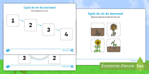 Feuilles d'activité : Le cycle de vie du tournesol