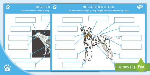 Parts of the Body of a Dog - Labelling Activity - Pet Care