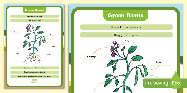 Green Bean Poster (teacher made)
