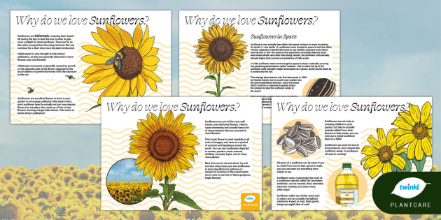 Why We Love Sunflowers -Sunflower fact sheet, Summer, Plants