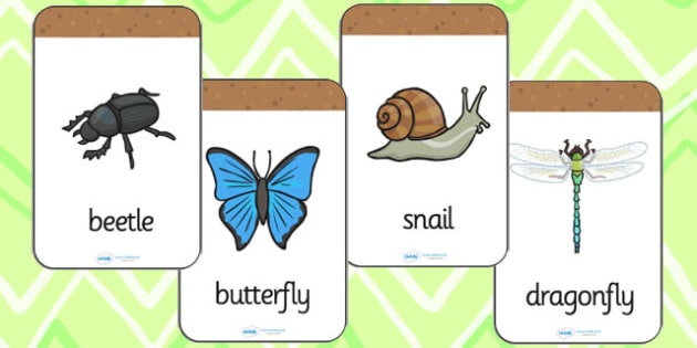Minibeast Flashcards - minibeasts, flash cards, visual aids