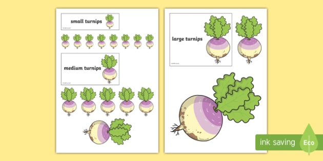 Sorting Turnip Pictures (teacher made)