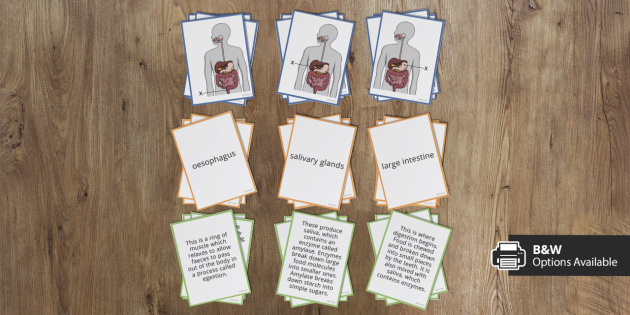 Digestive System Card Sort