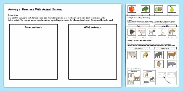 Sorting Activities (Teacher-Made)