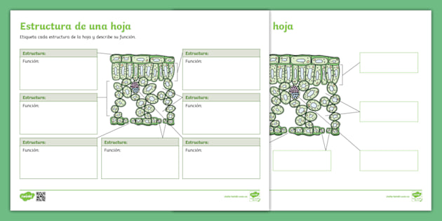 Hojas De Trabajo De Estructura De Texto