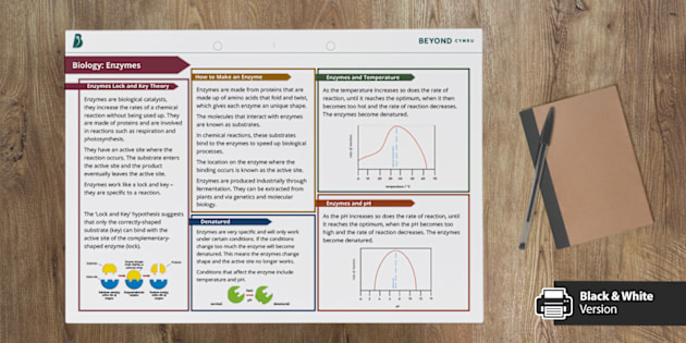 Enzymes Worksheets