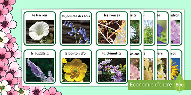 Flashcard : plantes et fleurs (teacher made)