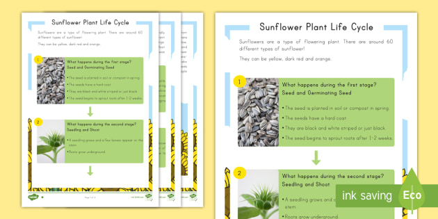 Sunflower Differentiated Reading Comprehension Activity - Sunflowers ...