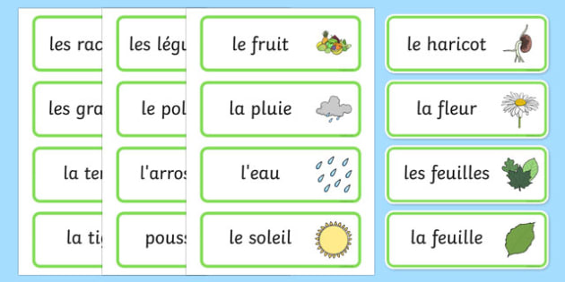 La pousse des plantes Cartes de vocabuaire (teacher made)
