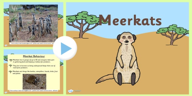 Safari Meerkat Information PowerPoint (teacher made)