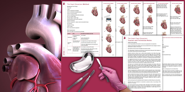 Heart Dissection Worksheet Pig Dissection, Dissection, Fetal