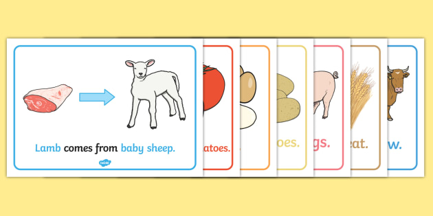 Where Does Food Come From Display Posters - food, display