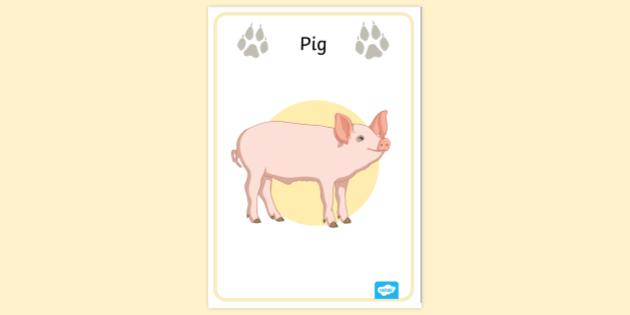 Pig Poster | Display Posters | Educational Resource | Twinkl