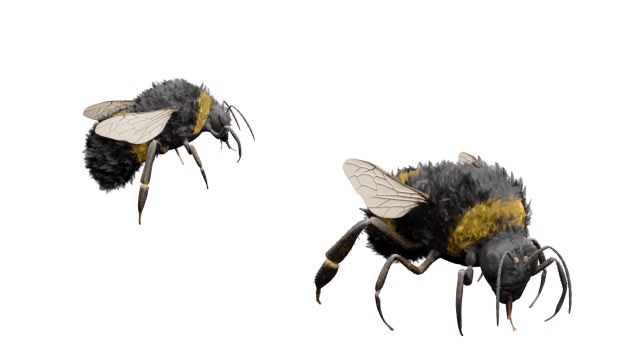 FREE! - 3D Model: Insects - Bumblebee (teacher made)