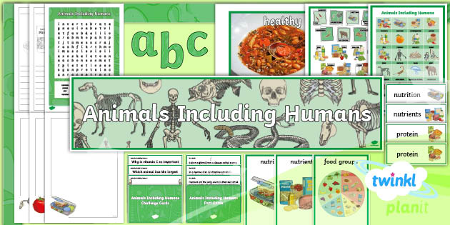 Science: Animals Including Humans Year 3 Unit Additional Resources