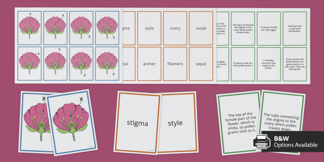 Parts of a Flower Card Sort | Biology | Beyond
