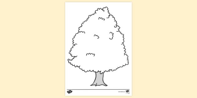 Lime Tree Colouring Sheet | Colouring Sheets (teacher made)