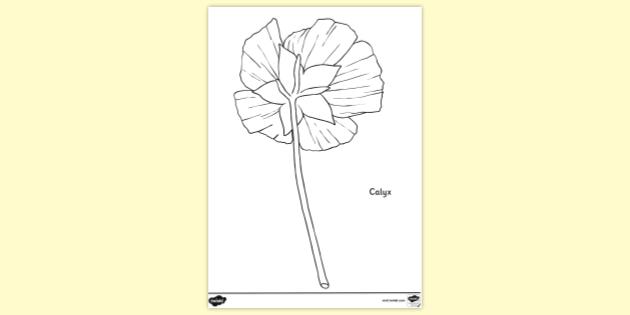 FREE! - Calyx Colouring Page (teacher made)
