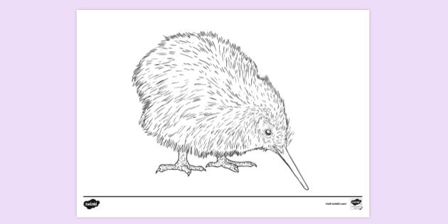 FREE! - Cute Kiwi Colouring Sheet | Colouring Sheets