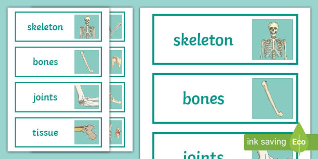 The Skeleton Word Cards (teacher made)