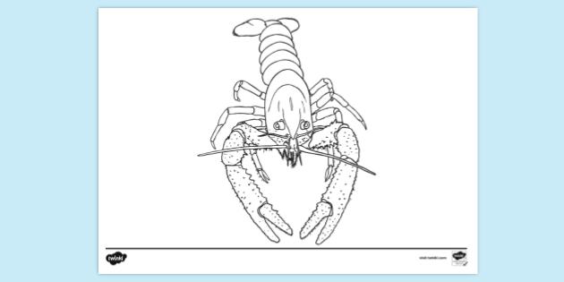 FREE! - Crayfish Colouring | Colouring Sheets (teacher made)
