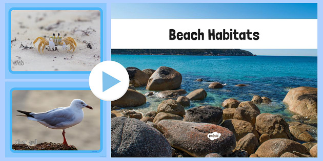 Australian Beach Habitat Photo PowerPoint - australia, Science, Year 1