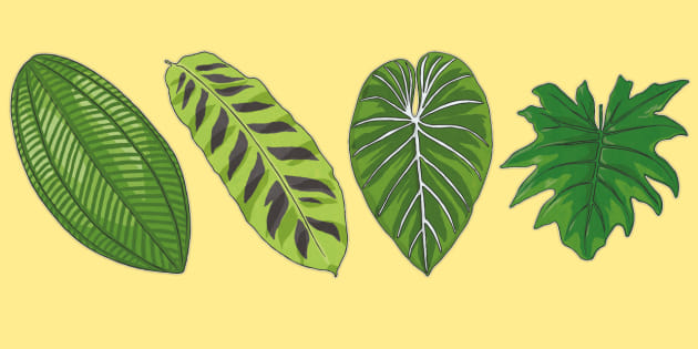 Forest Leaf Template Globesmotor Cycle Clipart Templates Psd Design 