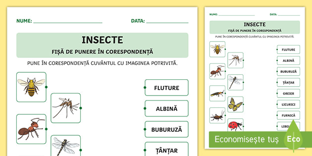 Insecte - Fișă de punere în corespondență