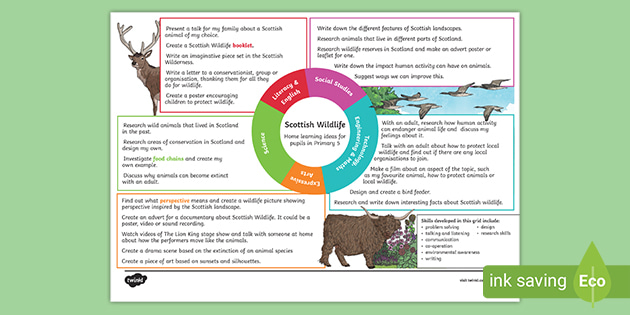 Scottish Wildlife P5 Mini Home Learning Topic (teacher made)