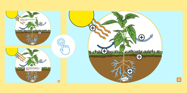 Photosynthesis Hotspot Activity (teacher made)